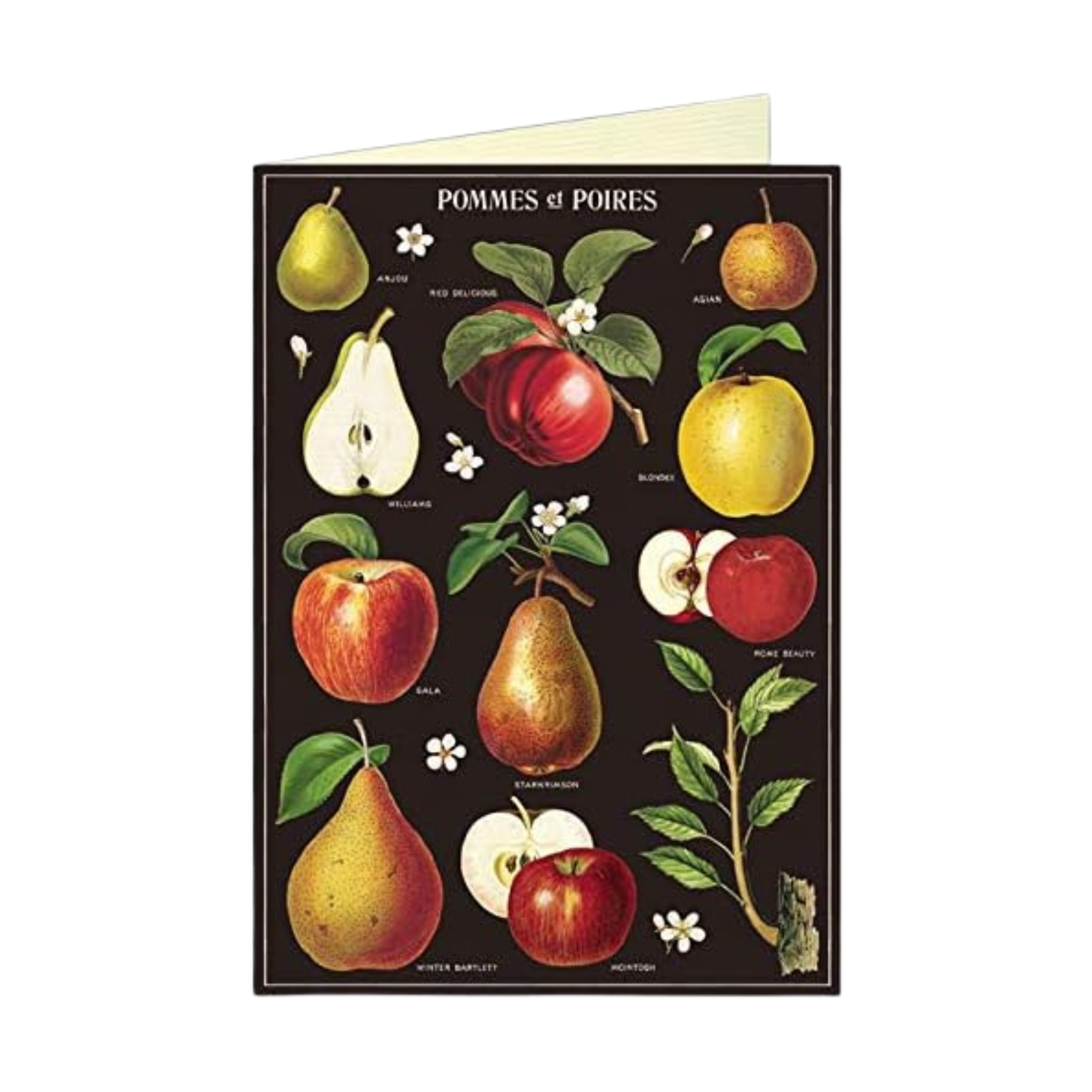 Apples & Pears Card – Curiosa - Purveyors of Extraordinary Things