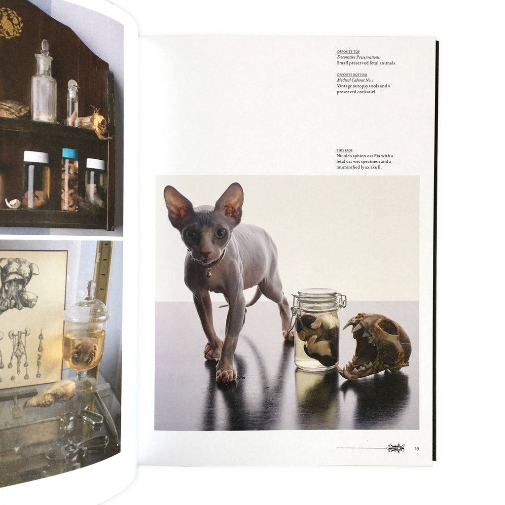 Morbid Curiosities – Curiosa - Purveyors of Extraordinary Things